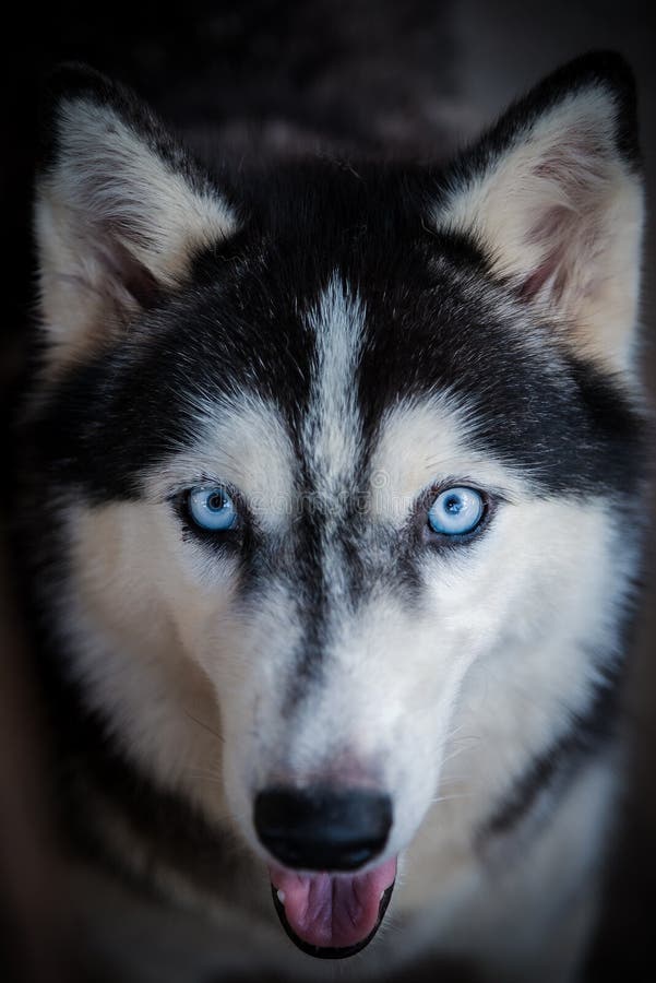 Siberian husky stock image. Image of doggy, pedigreed - 62937591