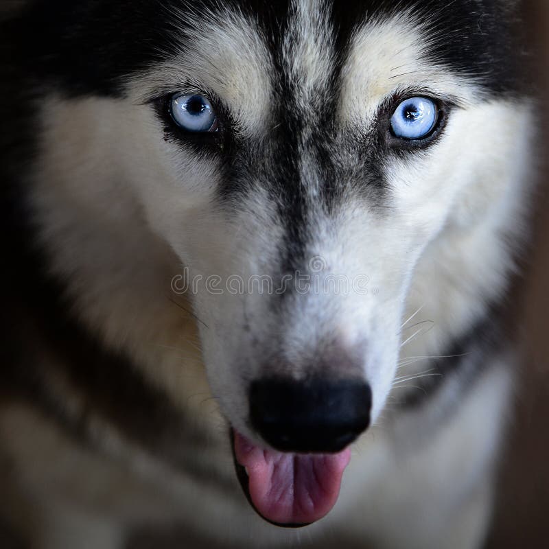 Siberian husky stock photo. Image of steppe, cute, pretty - 48281766