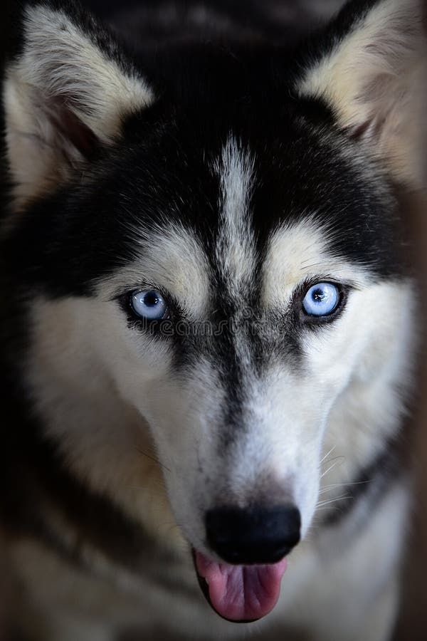 Siberian husky stock image. Image of eyes, husky, pedigree - 48281857