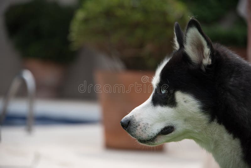 Siberian husky face stock photo. Image of fetch, grass - 74249464