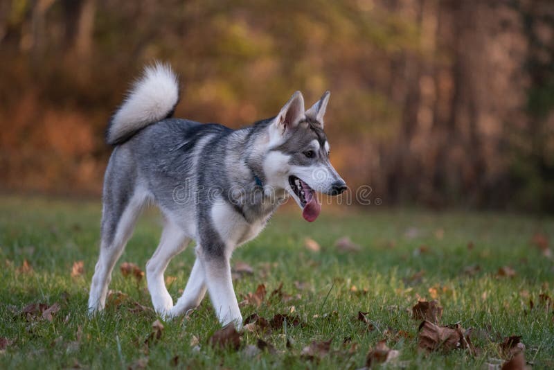 Siberian Husky and Fall Colors Stock Photo - Image of cute, portrait ...