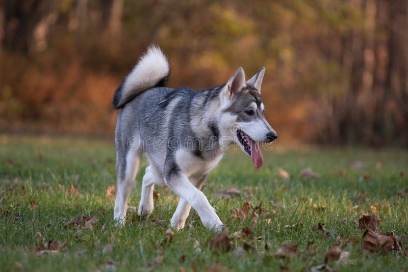 Siberian Husky and Fall Colors Stock Photo - Image of meadow, canine ...