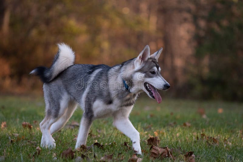 Siberian Husky and Fall Colors Stock Photo - Image of fall, young ...
