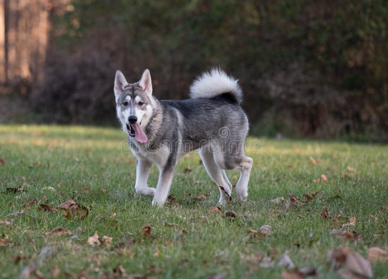 Siberian Husky and Fall Colors Stock Photo - Image of green, cute ...