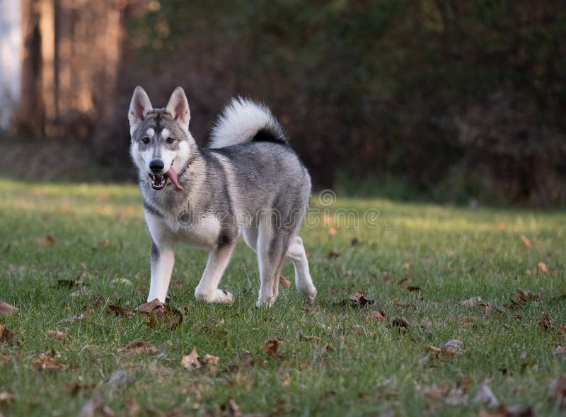 Siberian Husky and Fall Colors Stock Photo - Image of lupus, autumn ...