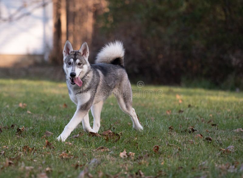 Siberian Husky and Fall Colors Stock Image - Image of eyes, mouth ...