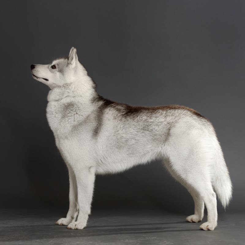Siberian Husky stock photo. Image of profile, beauty - 69268732