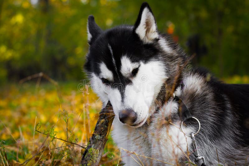 Siberian Husky stock photo. Image of frost, breed, animal - 40668356