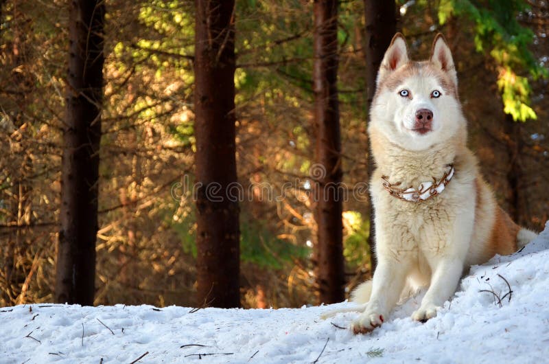 Siberian husky in a forest stock photo. Image of purebred - 28676636