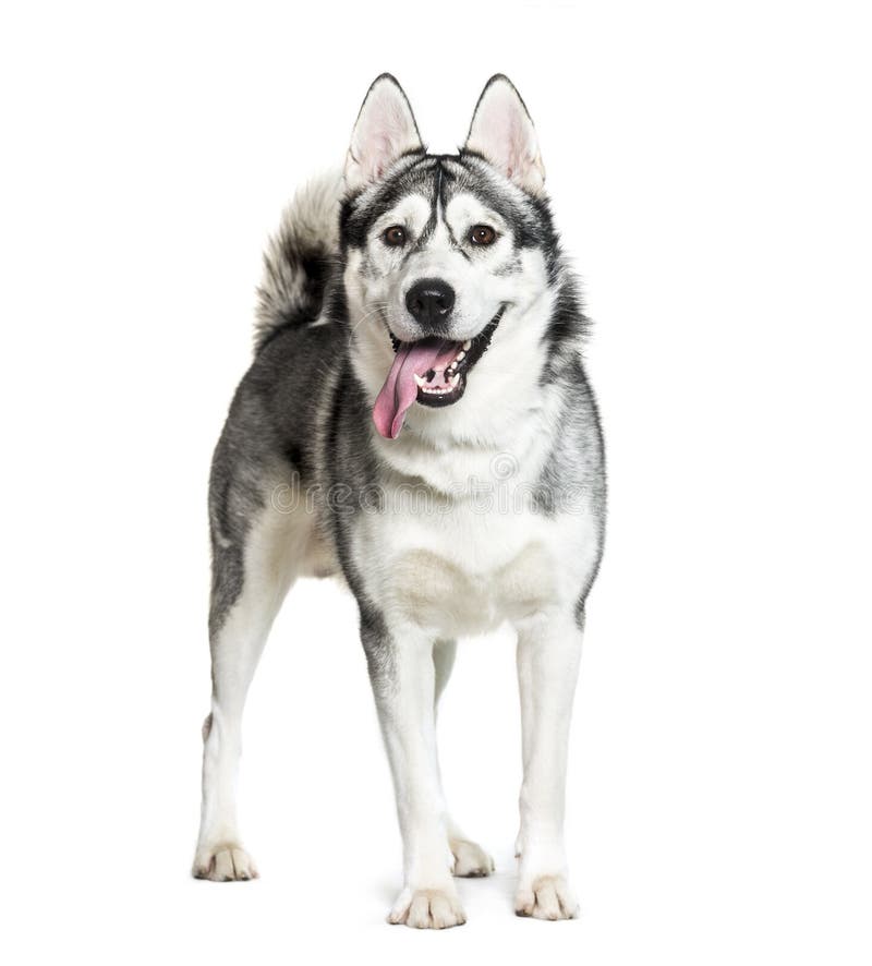 Siberian Husky Standing In Front. On White Background Stock Photo ...