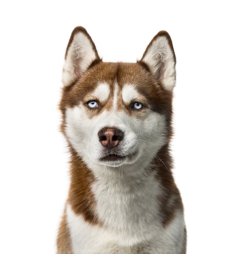 28,436 Husky White Background Stock Photos - Free & Royalty-Free Stock ...