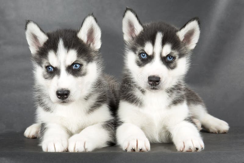 Husky puppy stock image. Image of black, animal, bright - 19209701