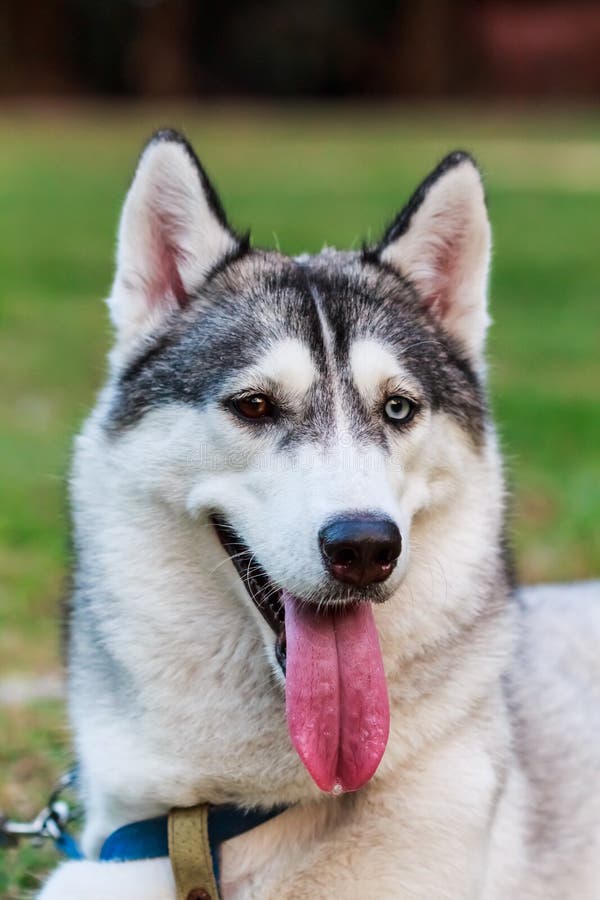 Siberian Husky on Green Grass Stock Image - Image of muzzle, outdoor ...