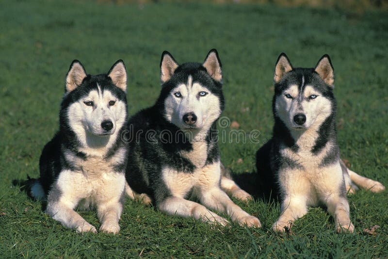 SIBERIAN HUSKY, GROUP LAYING DOWN on GRASS Stock Photo - Image of ...