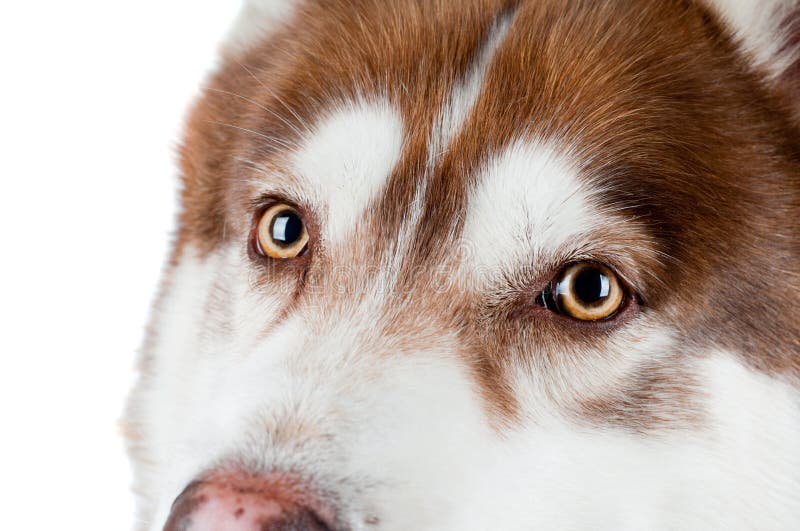 Close-up Of A Dog`s Nose. Close Up Shot Of Dog Nose. Dog Nose ...