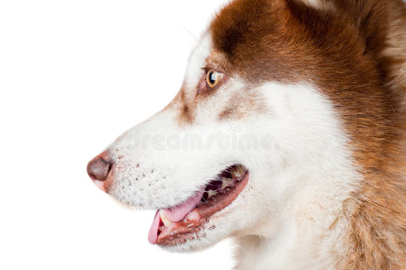 Siberian Husky Head Close Up Stock Photo - Image of animal, macro: 27744226