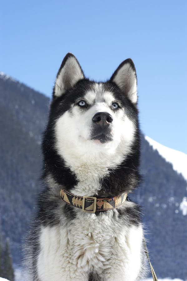 Siberian Husky -head Shot- Sitting in Front of Mountains Stock Photo ...