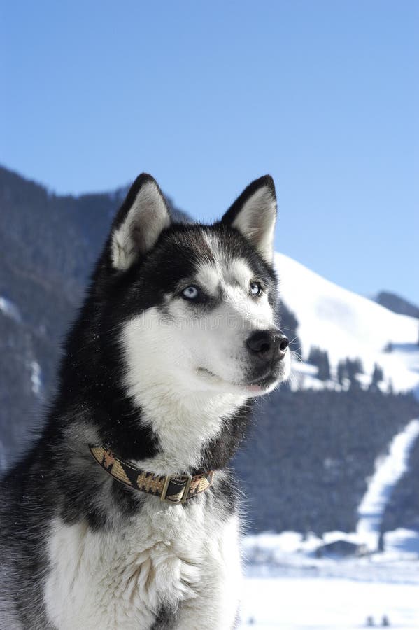Siberian Husky -head Shot- Sitting in Front of Mountains Stock Photo ...