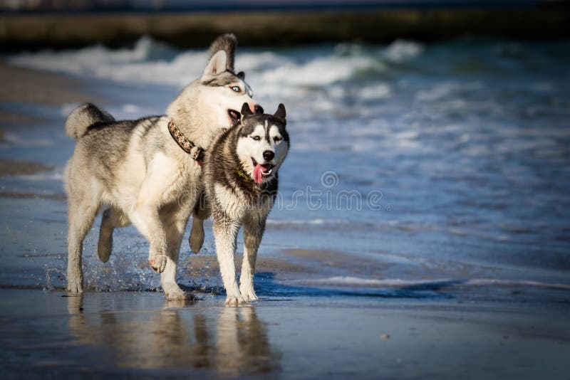 Siberian Huskies on a Beach Stock Image - Image of breed, gorgeous ...