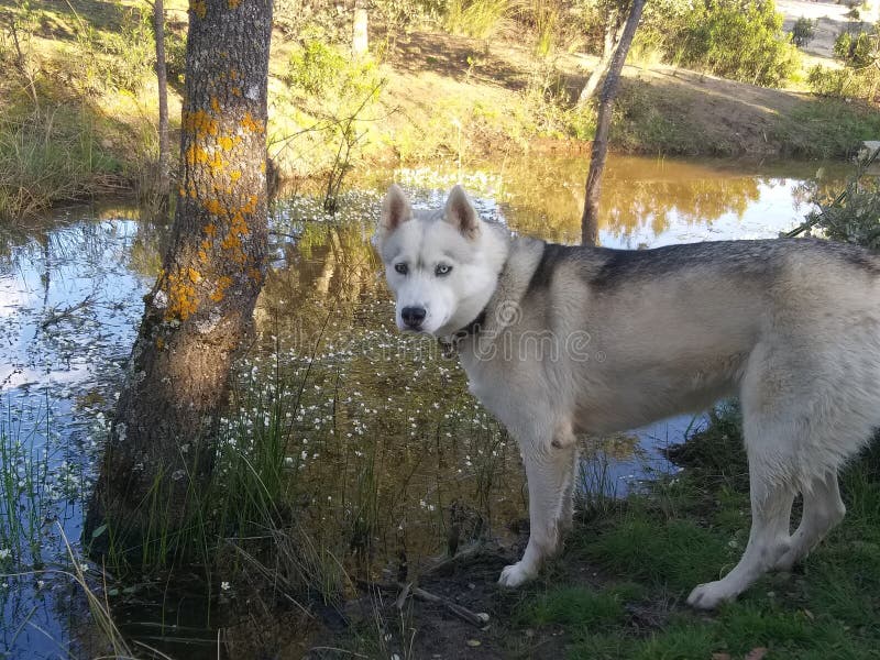 A Siberian Husky in a Lake Rounded by Nature Stock Image - Image of ...