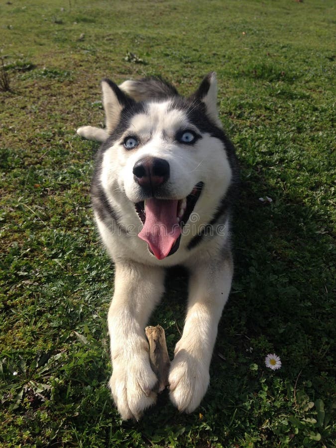 Siberian Husky Laying on Grass Stock Image - Image of lifestyle ...