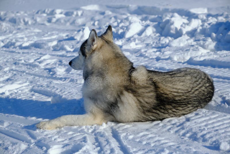 Siberian Husky Lies on Snow with Its Back To Camera Stock Photo - Image ...