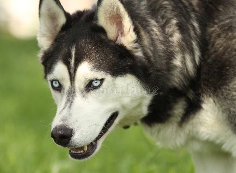 Siberian Husky with Smirking Face Stock Photo - Image of blur, canine ...