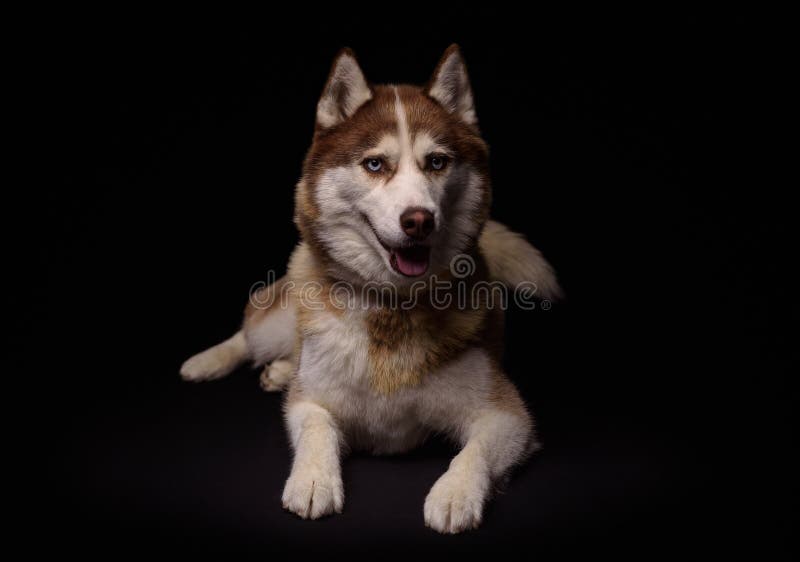 Siberian Husky lying down stock image. Image of brown - 202398989
