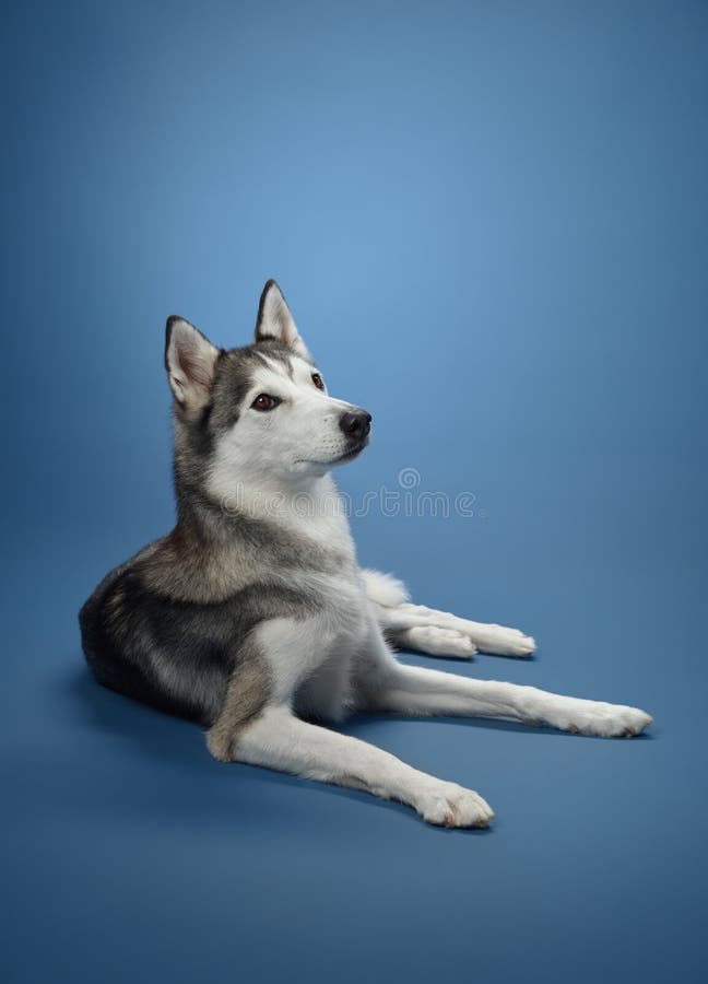 Siberian Husky lying down stock photo. Image of graceful - 350455516