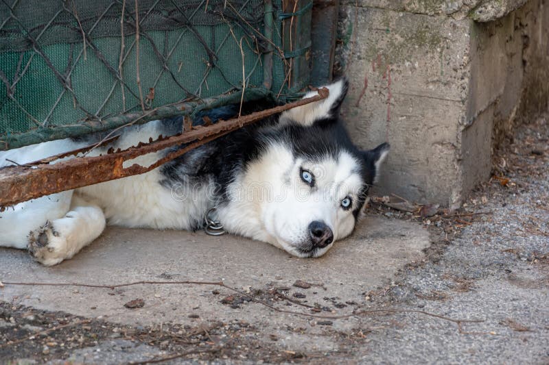 A Siberian Husky Lying on Its Side Under a Rusty Gate with Its Head on ...