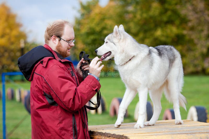 Siberian Husky with a man stock image. Image of sled - 16815339