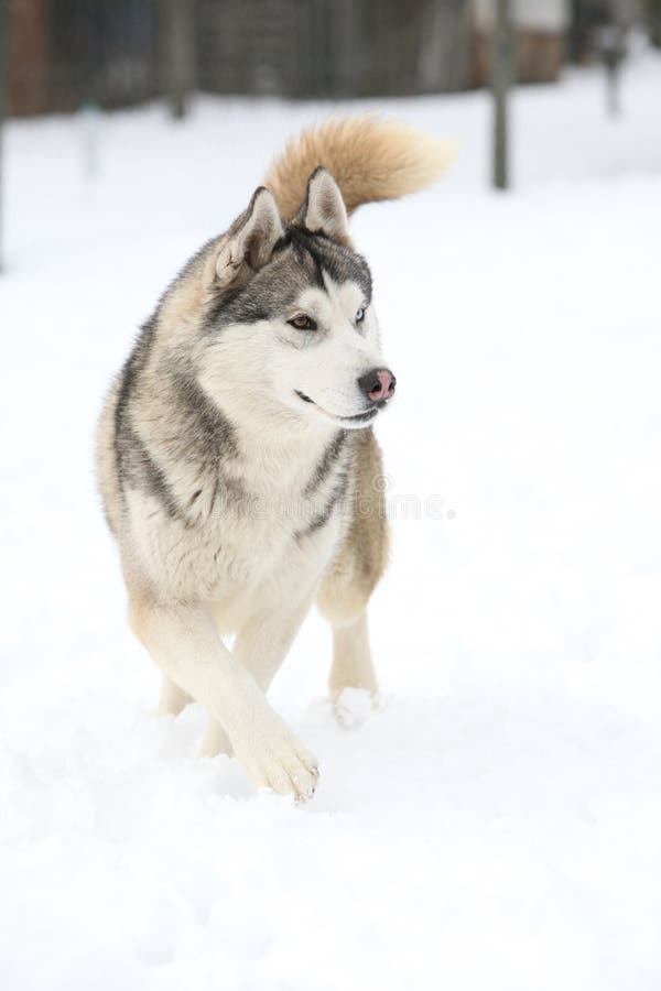 Siberian Husky Moving in Snow Stock Image - Image of color, move: 30679463