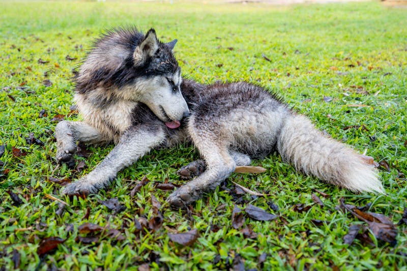 Siberian Husky, Muddy, Lying on the Green Grass Stock Photo - Image of ...