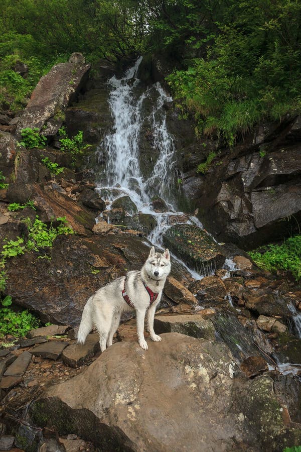 Siberian Husky Nature Alone Stock Image - Image of freedom, green ...