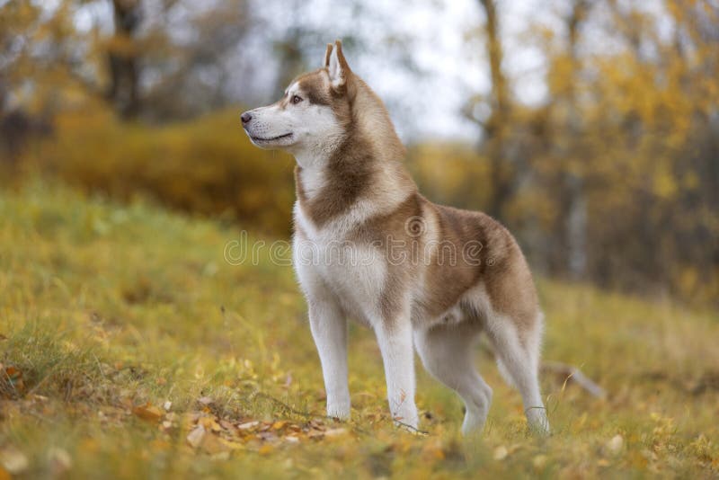 Siberian husky in nature stock image. Image of siberian - 69990853