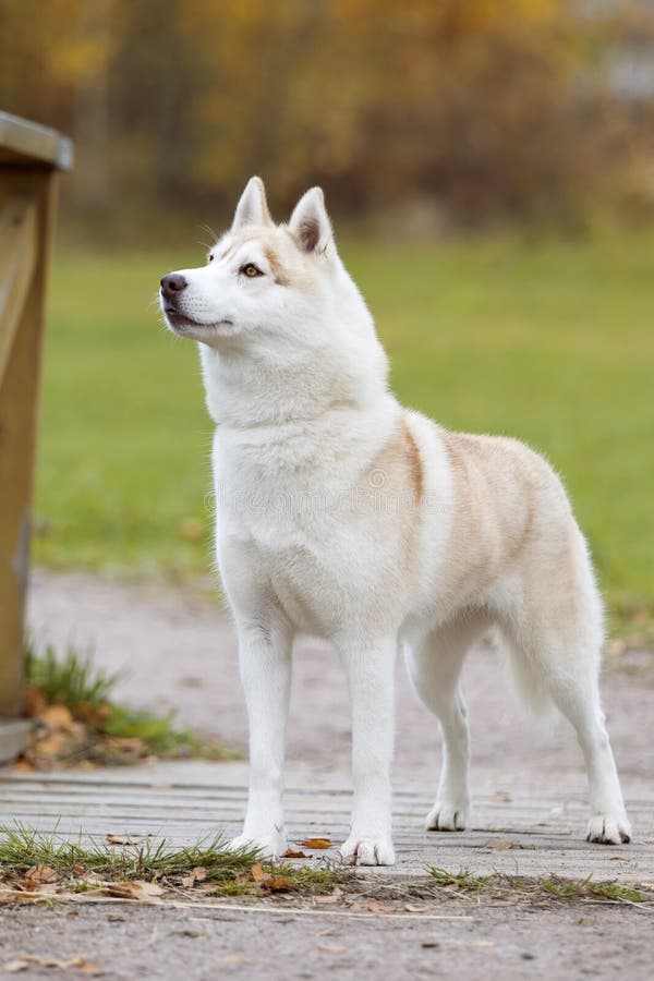 Siberian husky in nature stock photo. Image of husky - 69991016