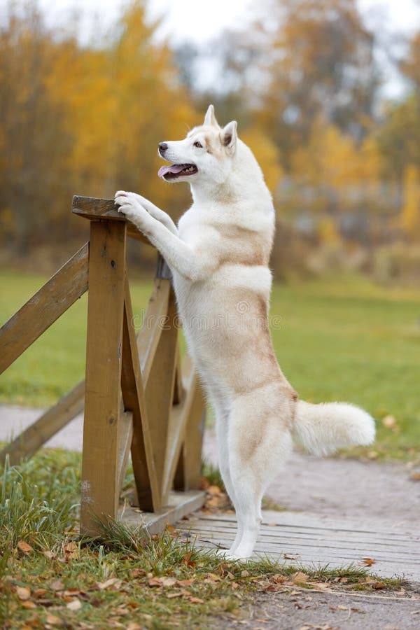 Siberian husky in nature stock photo. Image of friend - 69991344