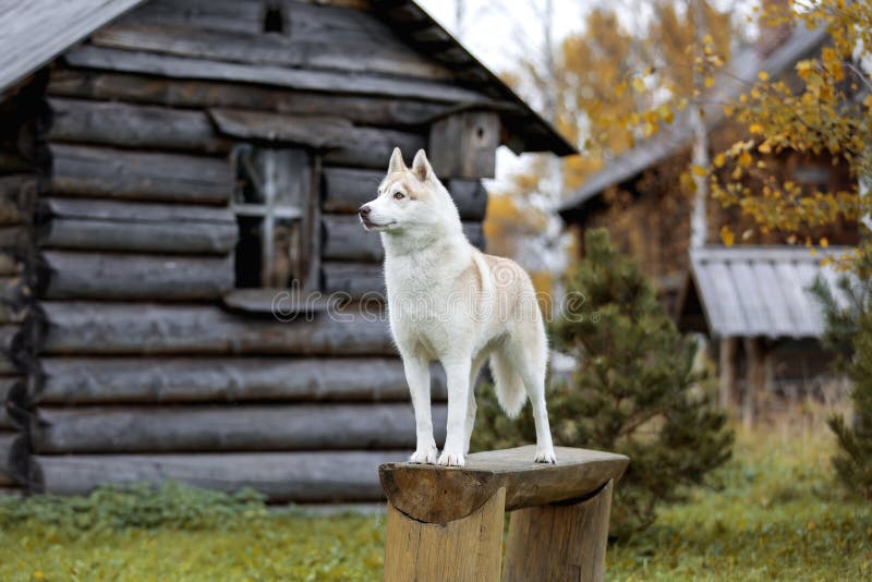 Siberian husky in nature stock photo. Image of beauty - 69991740