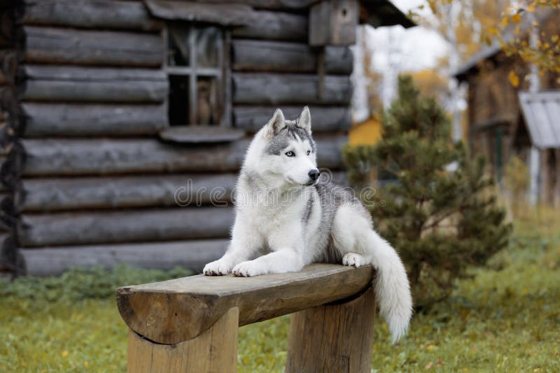 Siberian husky in nature stock image. Image of nature - 69991753