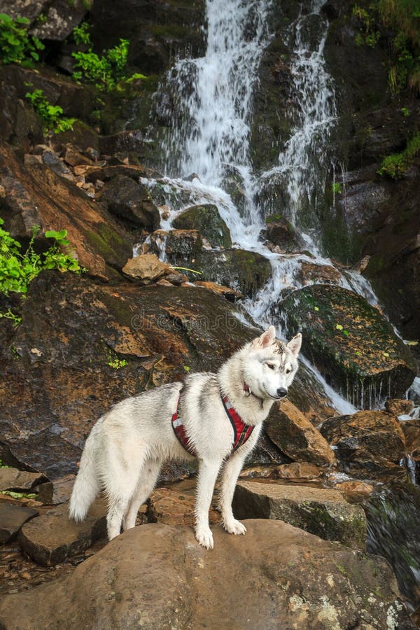 Siberian Husky Nature Summer Alone Stock Photo - Image of cute ...