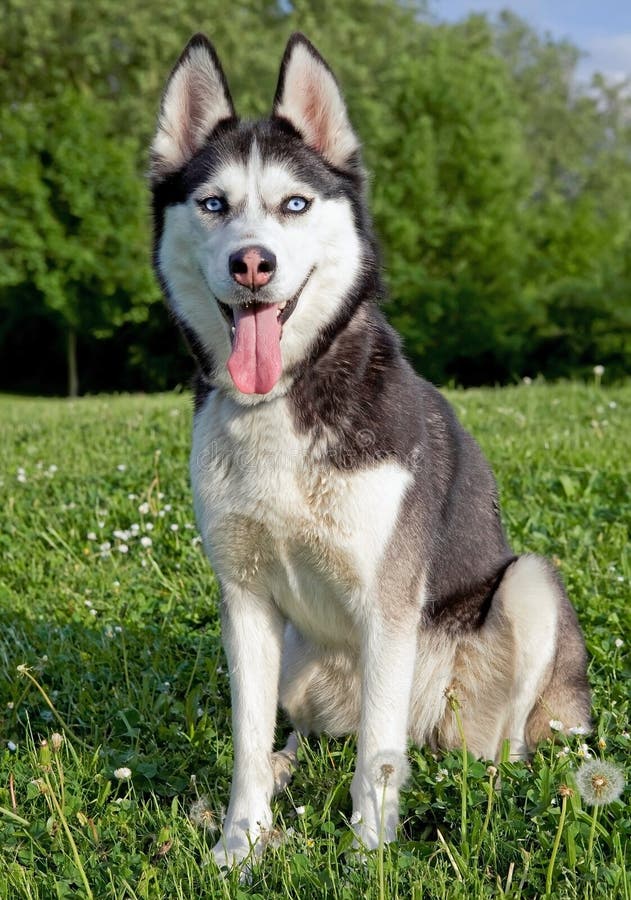 Siberian husky outdoor stock image. Image of nature, canine - 12090917