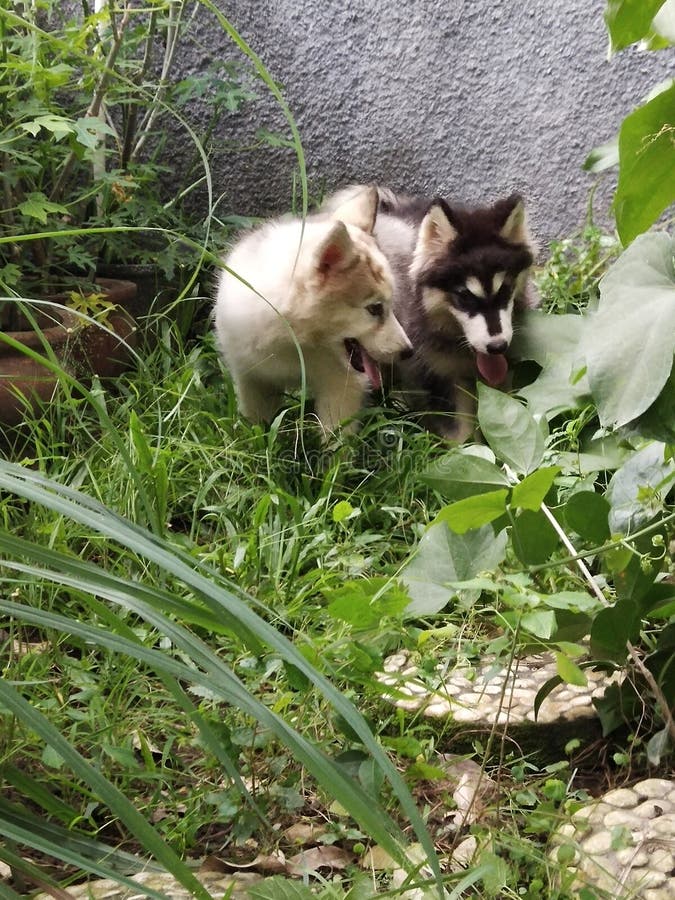 Husky dog in park stock photo. Image of elegant, coat - 39759706