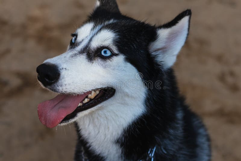 Siberian Husky in the park stock image. Image of husky - 183661627