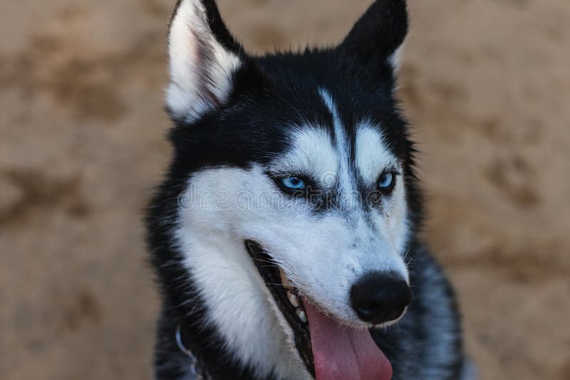 Siberian Husky in the park stock photo. Image of breed - 183661762