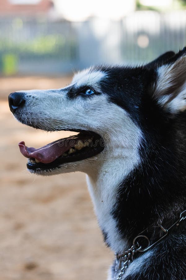 Siberian Husky in the park stock image. Image of portrait - 183664405