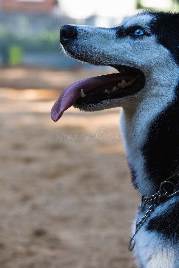 Siberian Husky in the park stock image. Image of profile - 183664493