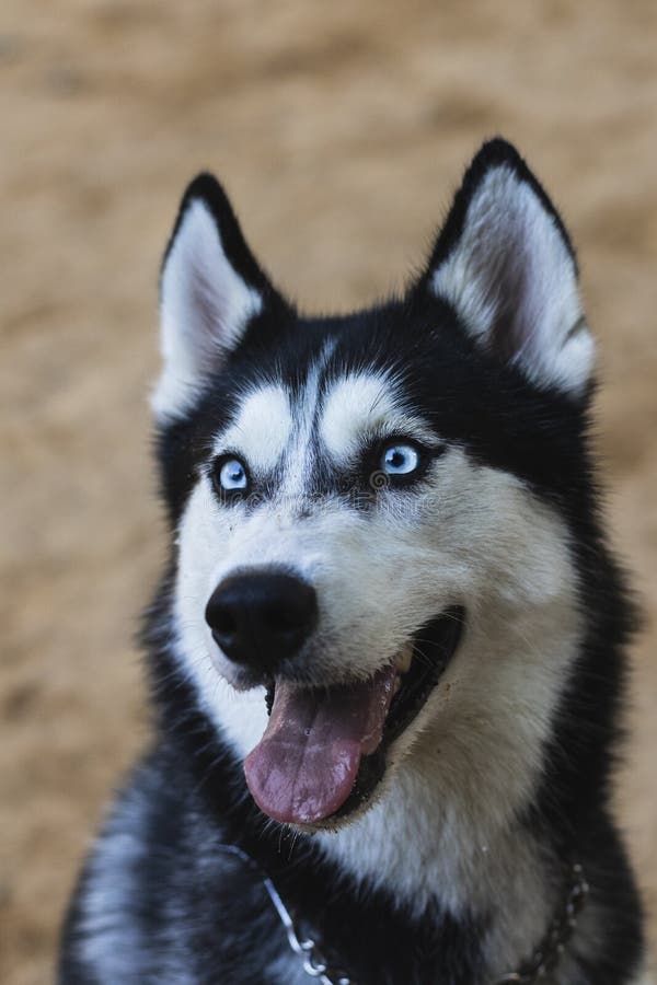 Siberian Husky in the park stock image. Image of profile - 183664693