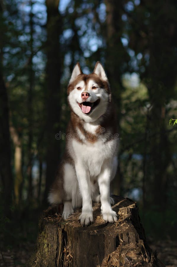 Siberian husky in the park stock image. Image of panting - 60822985