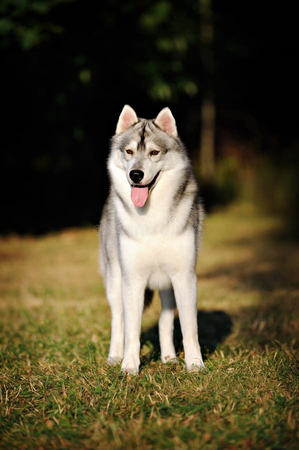 Siberian Husky in park stock image. Image of arctic, beautiful - 61033725