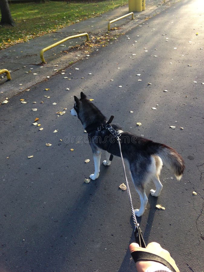Siberian husky stock image. Image of walking, friend - 79146095